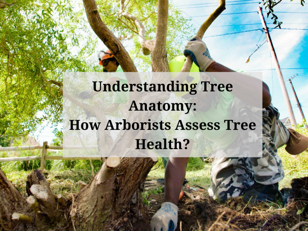 Understanding Tree Anatomy: How Arborists Assess Tree Health?