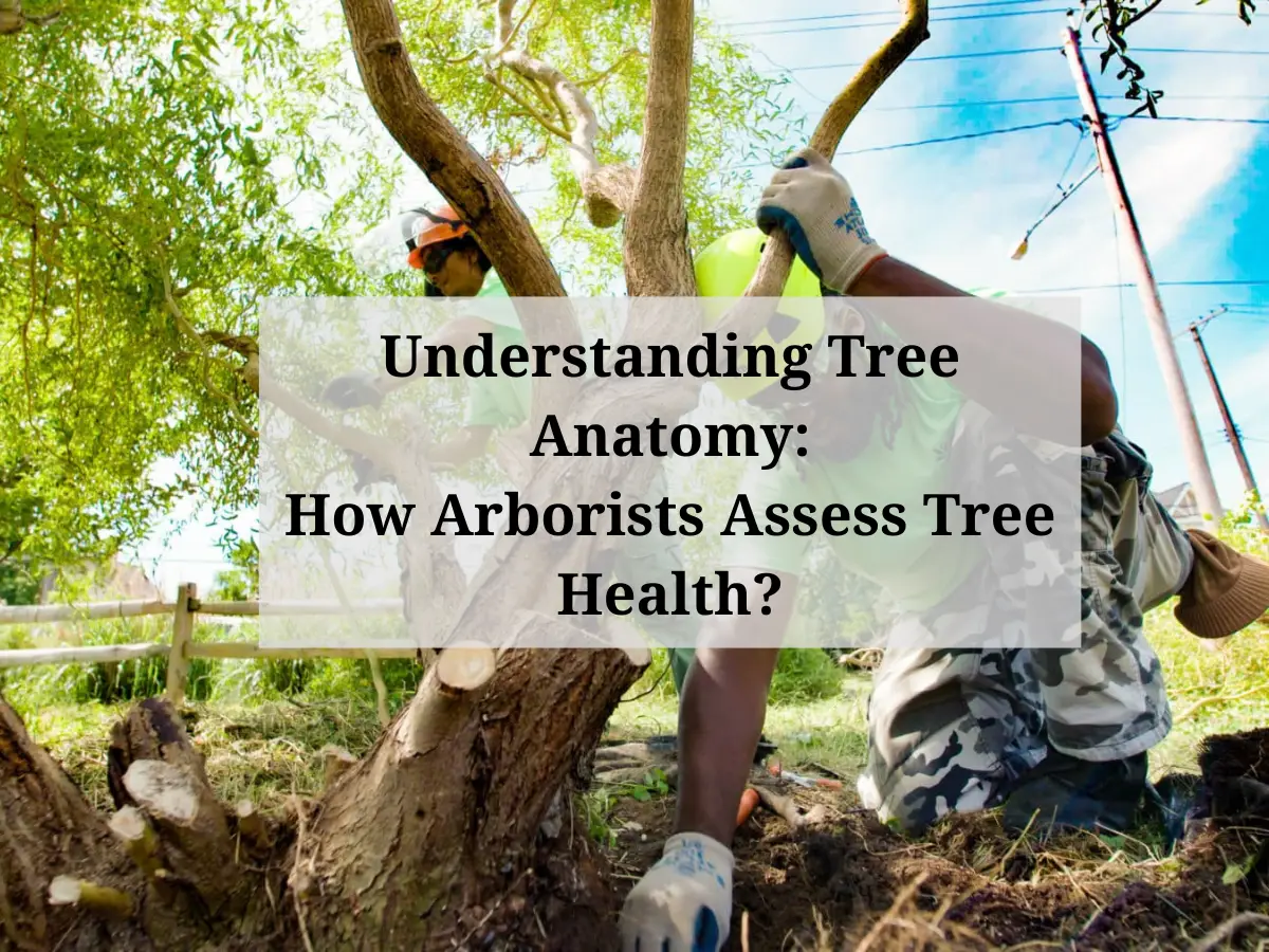 Understanding Tree Anatomy: How Arborists Assess Tree Health?
