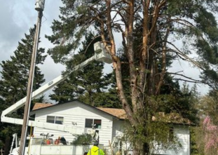 Home - Portland Tree Services